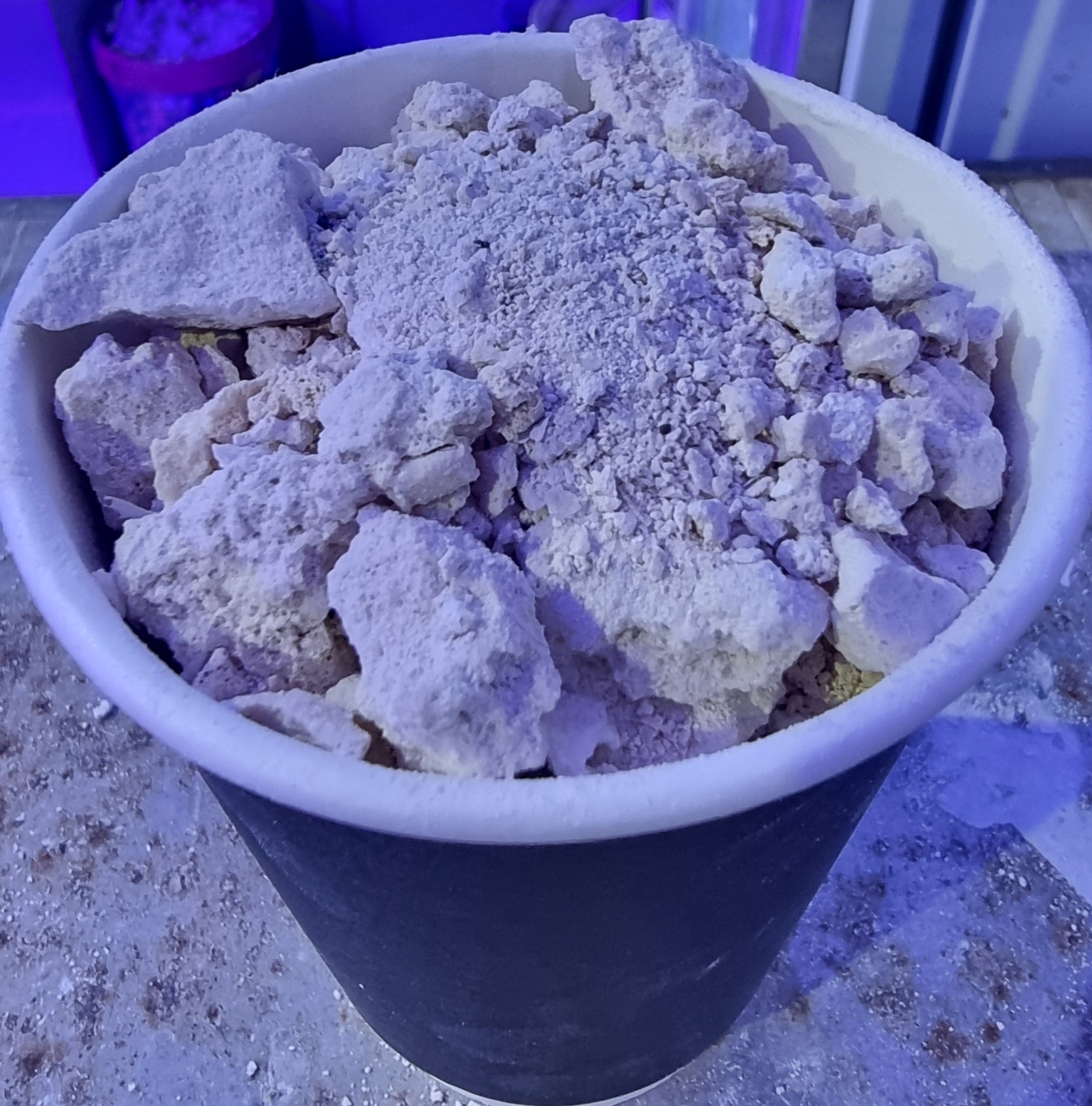 Marco Rock | Aquariums | Coral Passion | Essex